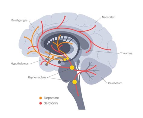 Premium Vector Dopamine And Serotonin Hormones Pathway In Human Brain Monoamine
