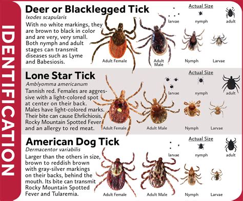 Tick Examples 81 ФОТО БЕСПЛАТНО