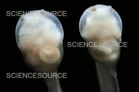 Developing Frog Tadpoles Stock Image Science Source Images