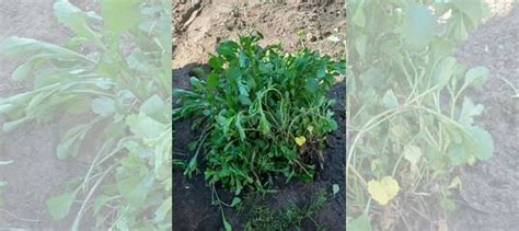 Ромашка садовая крупная купить в Великих Луках по низкой цене Товары для дома и дачи Авито