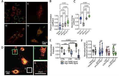 Mitochondrial Targeting And Functional Consequences A Representative
