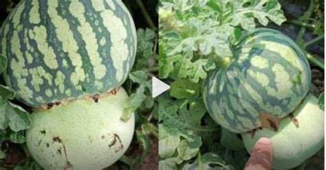 수박멜론 동시에 드세요”중국서 이색 과일 등장