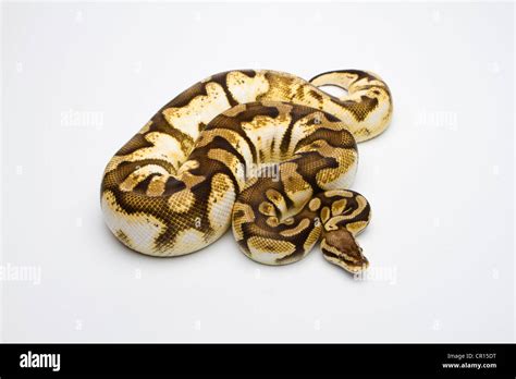 Pastel Sugar Ball Python Or Royal Python Python Regius Female Stock