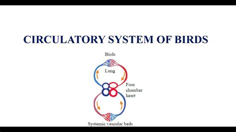 Phylum Mollusca Open Or Closed Circulatory System