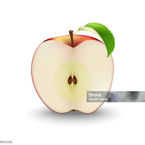 벡터 현실적인 레드 애플 씨와 잎을 반으로 잘라 잘라 진된 과일입니다 상세한 3d 그림 흰색 절연입니다 0명에 대한 스톡 벡터 아트 및 기타 이미지 Istock