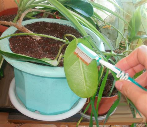 Щитовка на комнатных растениях как избавиться на орхидее лимоне фикусе