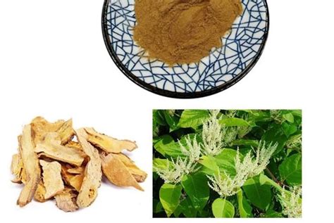 Polygonum Cuspidatum Extract Manufacturer Undersun