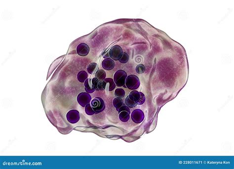 Giant Multinucleated Cells Stock Illustration 229314223