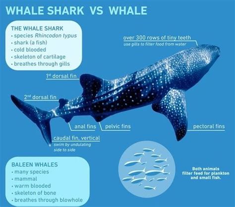 Whale Shark Anatomy Diagram