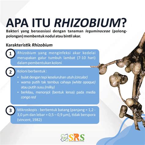 Rhizobium Sulung Research Station