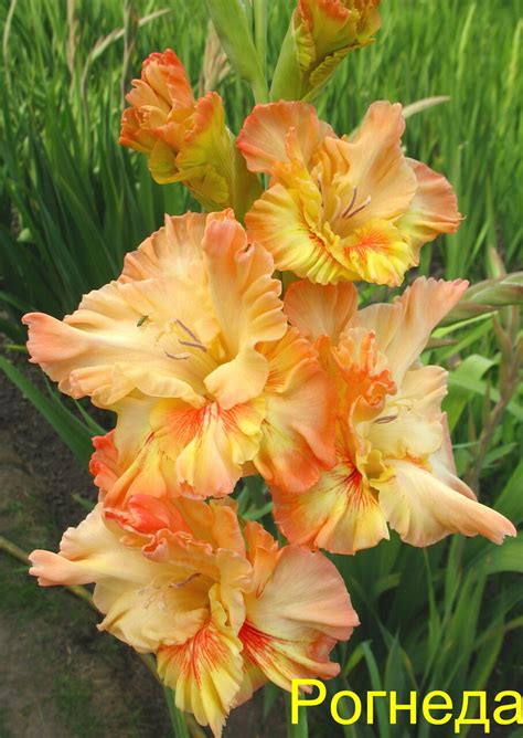 Гладиолусы. Обсуждение на LiveInternet - Российский Сервис Онлайн-Дневников