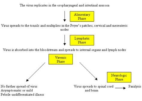 Poliomyelitis Pathogenesis Virus