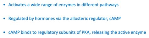 Enzymes Flashcards Quizlet