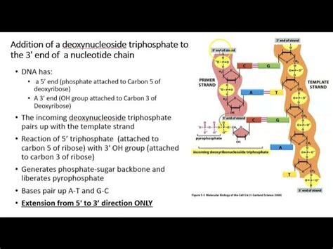 Deoxynucleoside Triphosphate