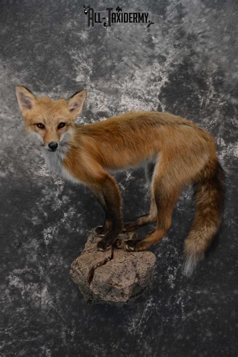 Fox Taxidermy Mounts All Taxidermy