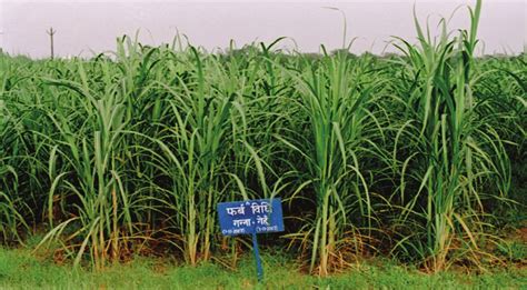 Furrow Irrigated Raised Bed Firb Method Of Planting Of Sugarcane Download Scientific Diagram
