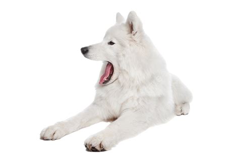 サモエド犬のペットイラスト素材透過、pngフリー画像ダウンロード Pngtree