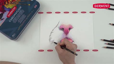 이재경 작가의 더웬트 크로마플로우 색연필로 고양이 분홍코 그리기 Youtube