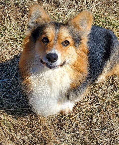 Pembroke Welsh Corgi Long Hair Pembrokes Of Walnut Creek