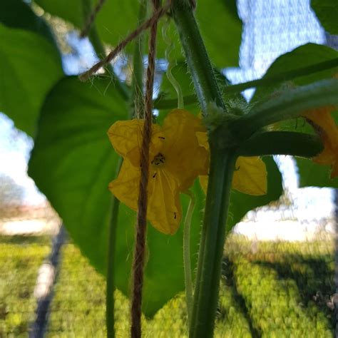 Are Ants As Good Pollinators As The Bees Rhydroponics