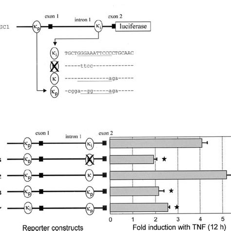 Context And Core Sequence Dependency Of The Intronic Nf ␬ B Site In Download Scientific