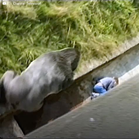 জাম্বো গরিলা যে একটি শিশুকে পরিখায় অজ্ঞান হয়ে পড়ার পর রক্ষা করেছিল নড়াচড়া করো না লেভান