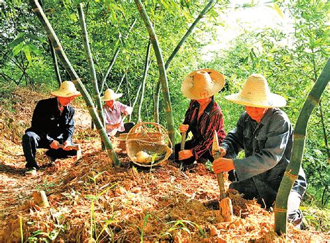 古田：打造“黄田马蹄笋”地标“金名片”标志地理发展