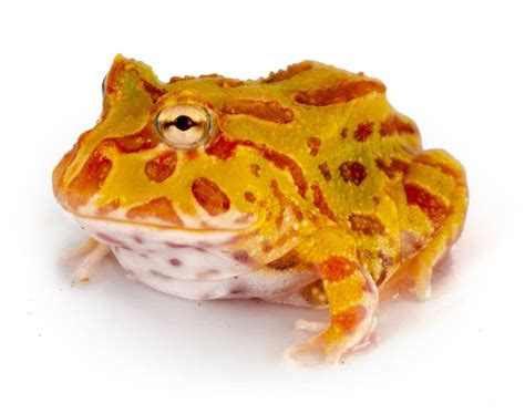 Albino Pacman Frog
