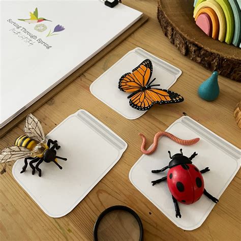 Sorting Through Spring — Wildflowers