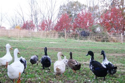 Geese Vs Ducks And Other Poultry Backyard Poultry