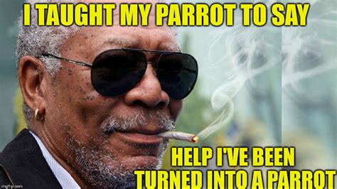 Parrot Imgflip