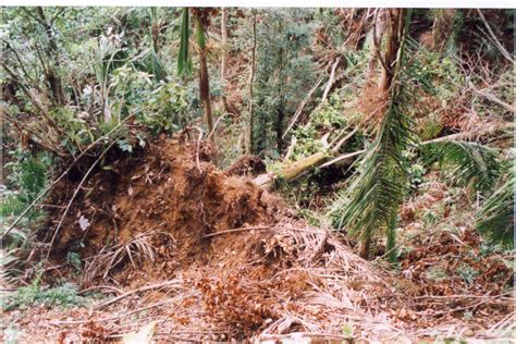 How Do Hurricanes Impact Forest Ecosystems Futurum