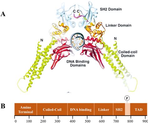 figure 1 from asymmetric post translational modifications regulate the intracellular