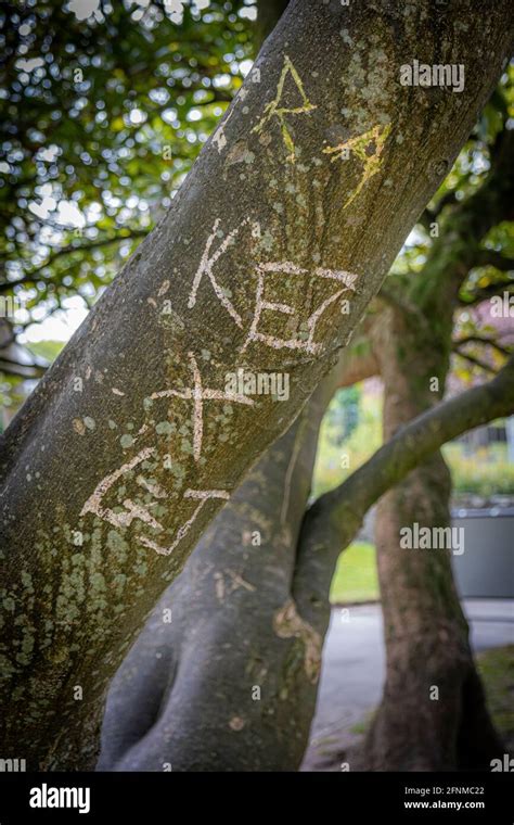 Letters Carved Into Tree Hi Res Stock Photography And Images Alamy
