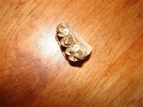 Oreodont Teeth And Jaw Bone Member Collections The Fossil Forum