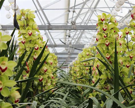 Orchid Cymbidium