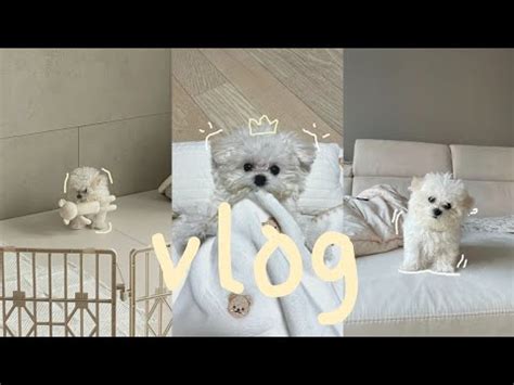 밀크 VLOG 아기 강아지 입양 븨로그 탄 l 강아지 일상 브이로그 l 개월 아기 강아지 분양 l 미니비숑 성장 브이로그 l 미니비숑 일상 l 입양 온 지 일주일