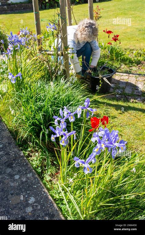 Mature Woman Working Weeding In Cottage Garden With Border Irises In