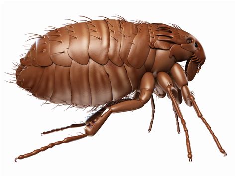 Have You Checked For Flea Infestation In Your Potential New Home