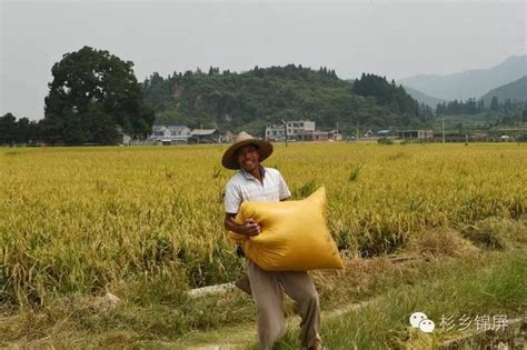 金秋送爽稻穀飄香是到時候回鄉打穀子了 每日頭條