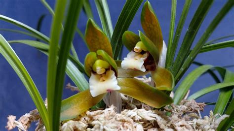 난희원 한국춘란 난초 춘란 蘭 산채품 종자목 명명품 화예품 엽예품