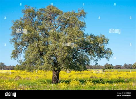 A Mature Boonaree Or Inland Rosewood Tree Alectryon Oleifolius Is A
