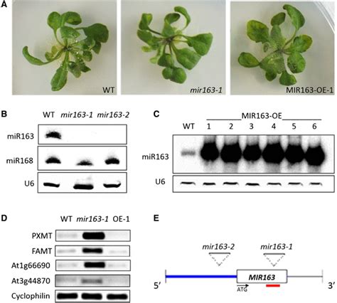 Phenotypic And Molecular Analysis Of Arabidopsis Thaliana Plant Lines