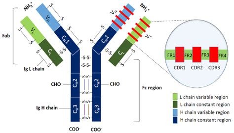 3 Schematic Diagram Of Antibody Molecule An Antibody Molecule Has An Download Scientific