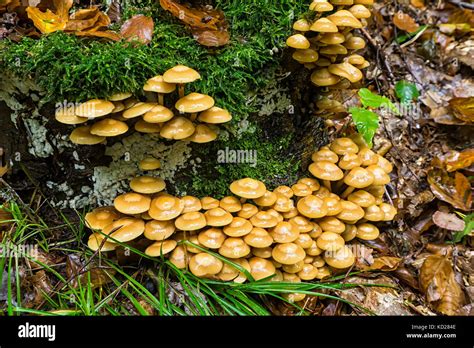 Fungus On Tree Stump Stock Photo Alamy