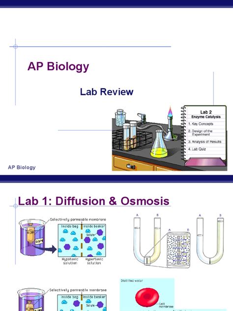 Ap Biology Lab Review