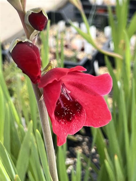 Gladiolus Ruby Papilo Hybrid Darcy And Everest