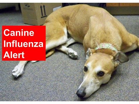 Canine Influenza Alert South Town Animal Hospital South Elgin Vet