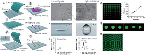 Surface Wettability Guided Assembly Of Microgel Arrays A Schematics Download Scientific