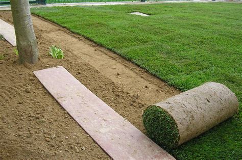 Transformez Votre Jardin Avec Notre Expertise En Gazon Et Plantations